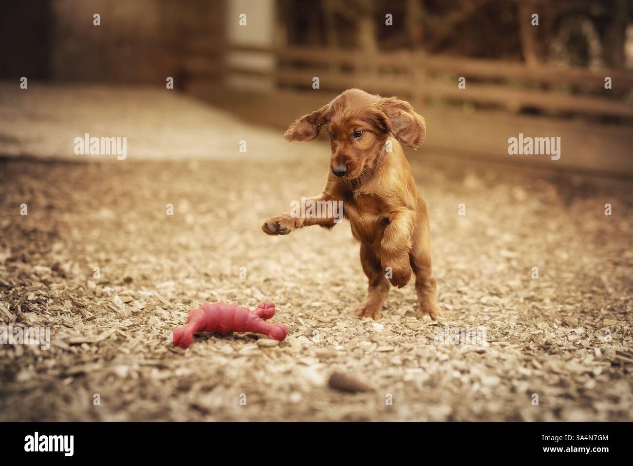 Irish Red Setter Stock Photo - Alamy