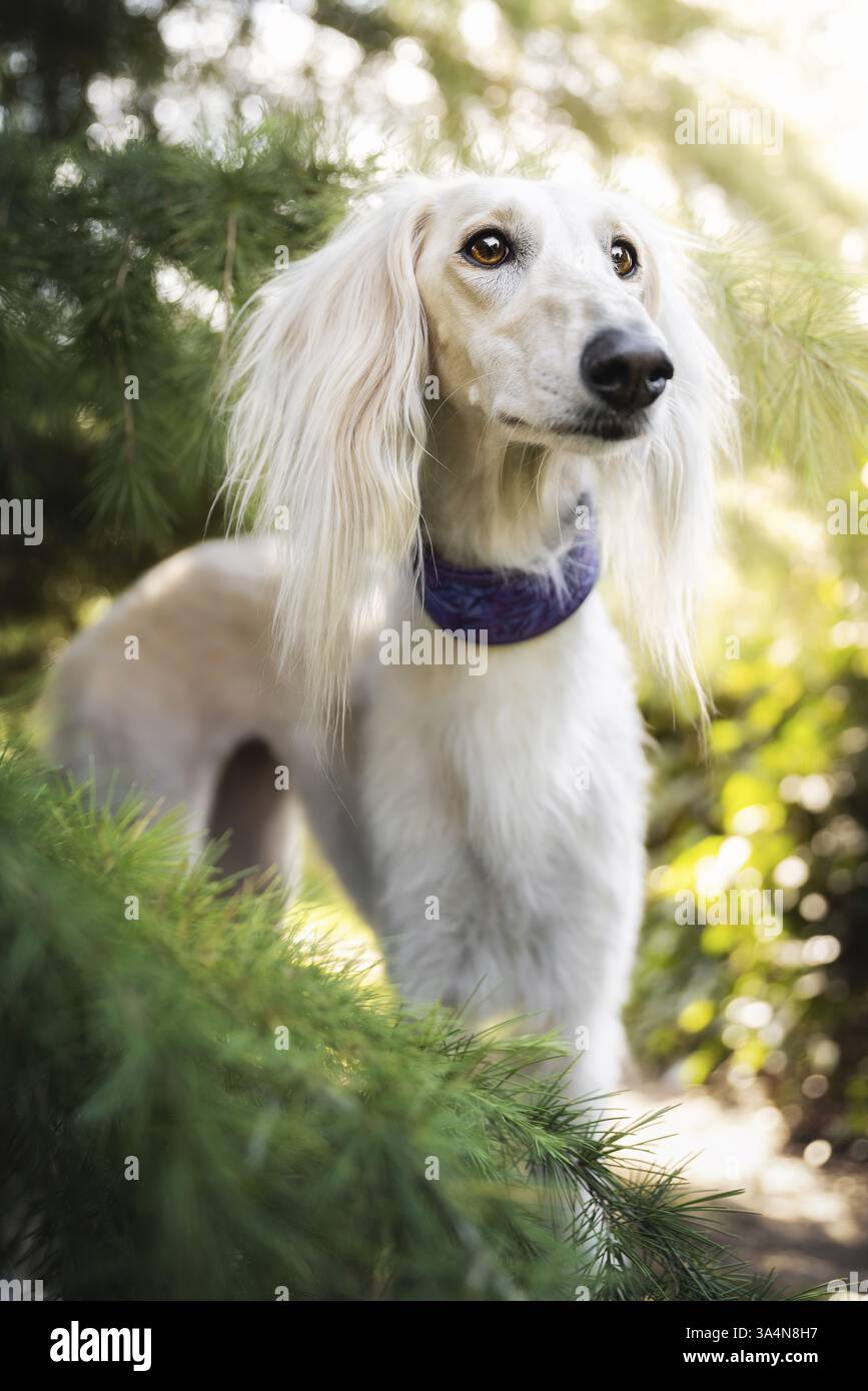 Smooth saluki hi-res stock photography and images - Alamy