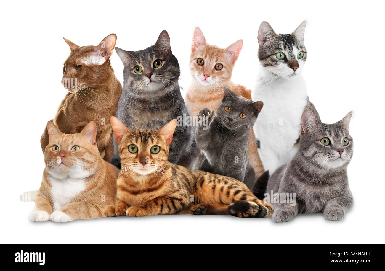 Young oriental cat on Cut Out Stock Images & Pictures - Alamy