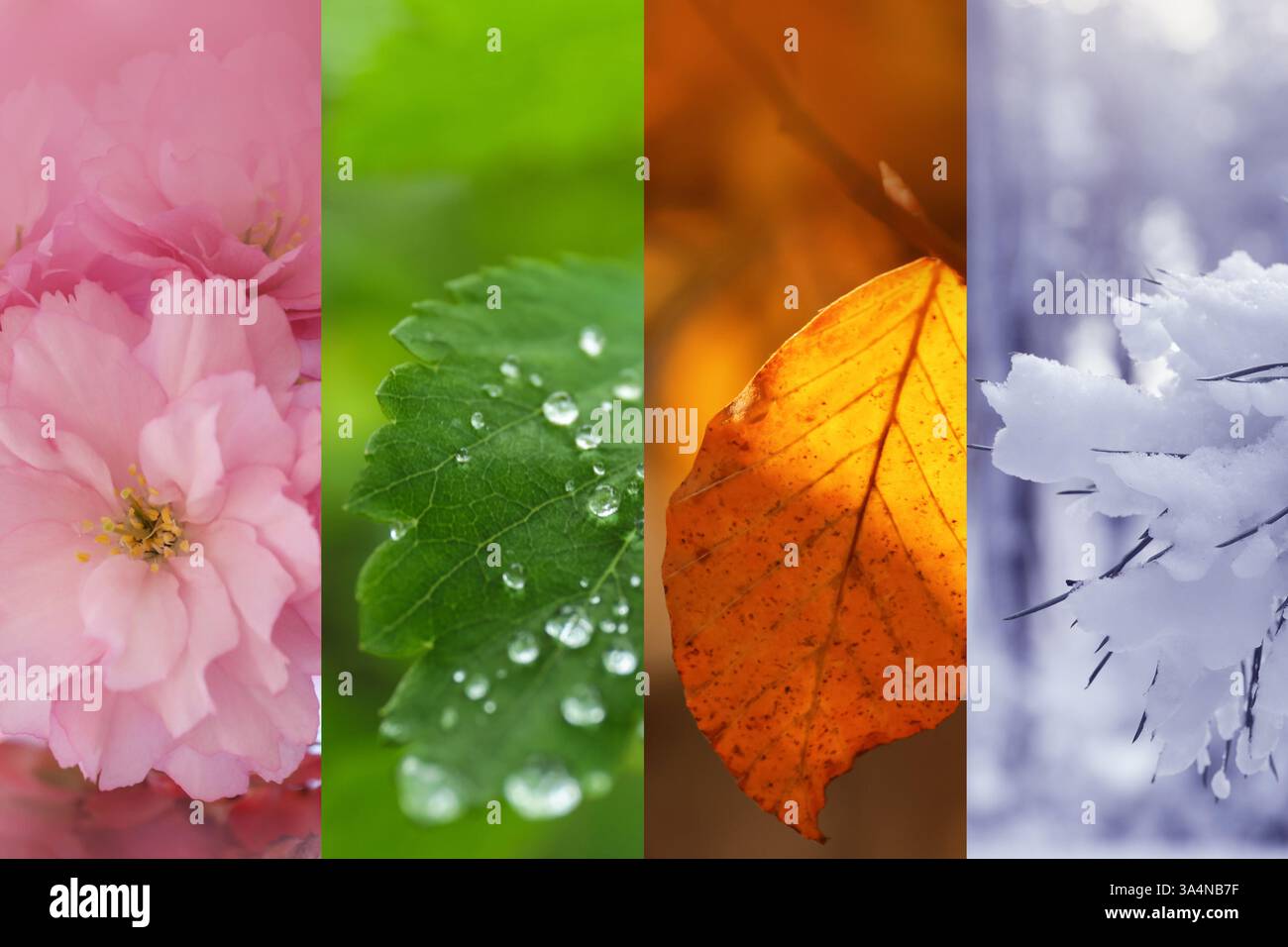 Four seasons, collage. Beautiful photos of nature during spring, summer ...