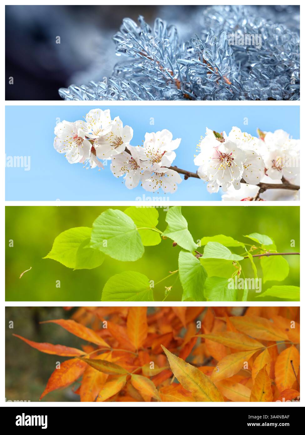 Four seasons, collage. Beautiful photos of nature during spring, summer ...