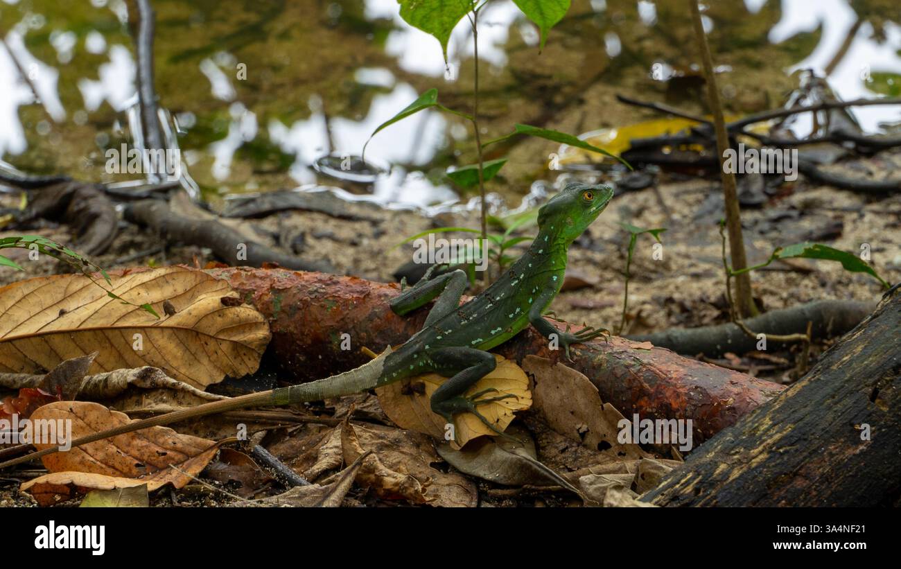 Female Green Basilisk in Tortuguero, Costa Rica (March 2008 Stock Photo ...