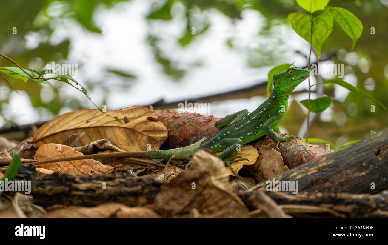 Female Green Basilisk in Tortuguero, Costa Rica (March 2008 Stock Photo ...