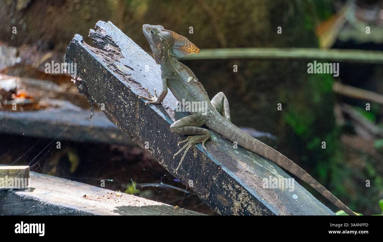 Female Green Basilisk in Tortuguero, Costa Rica (March 2008 Stock Photo ...