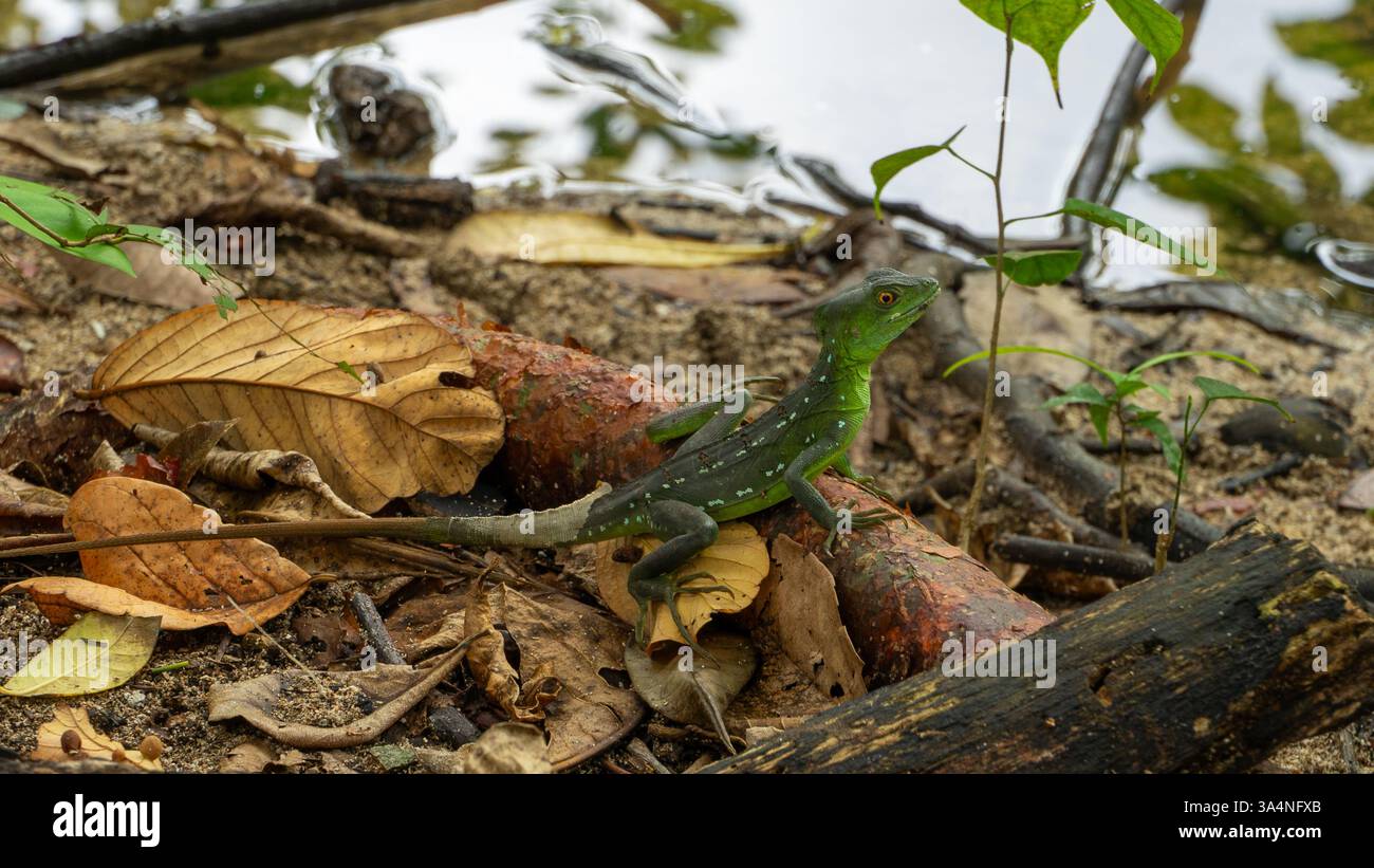 Female Green Basilisk in Tortuguero, Costa Rica (March 2008 Stock Photo ...