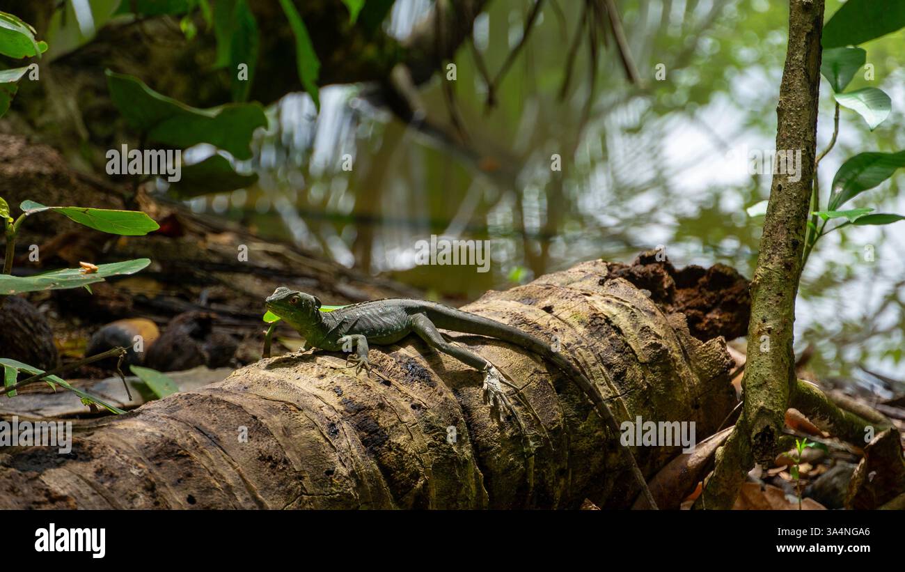 Female Green Basilisk in Tortuguero, Costa Rica (March 2008 Stock Photo ...