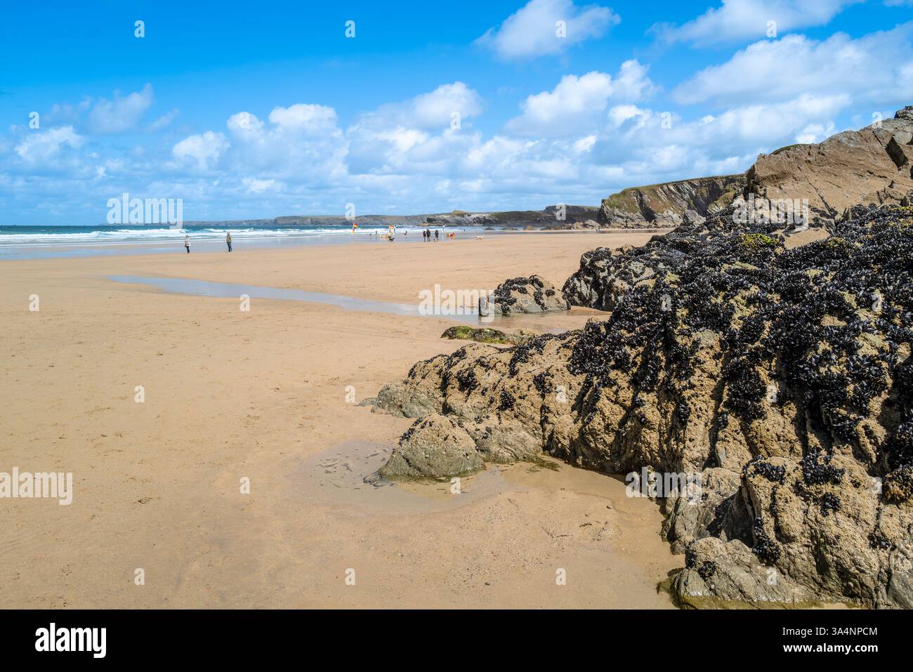 Low tide on the magnificent beaches of Newquay in Cornwall in the UK ...