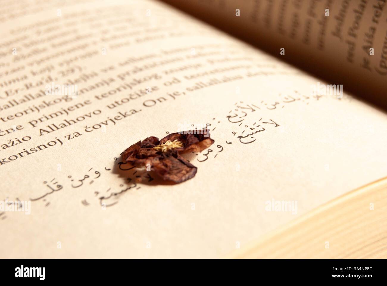 Ancient Arabic text written on aged book pages with a delicate dry ...