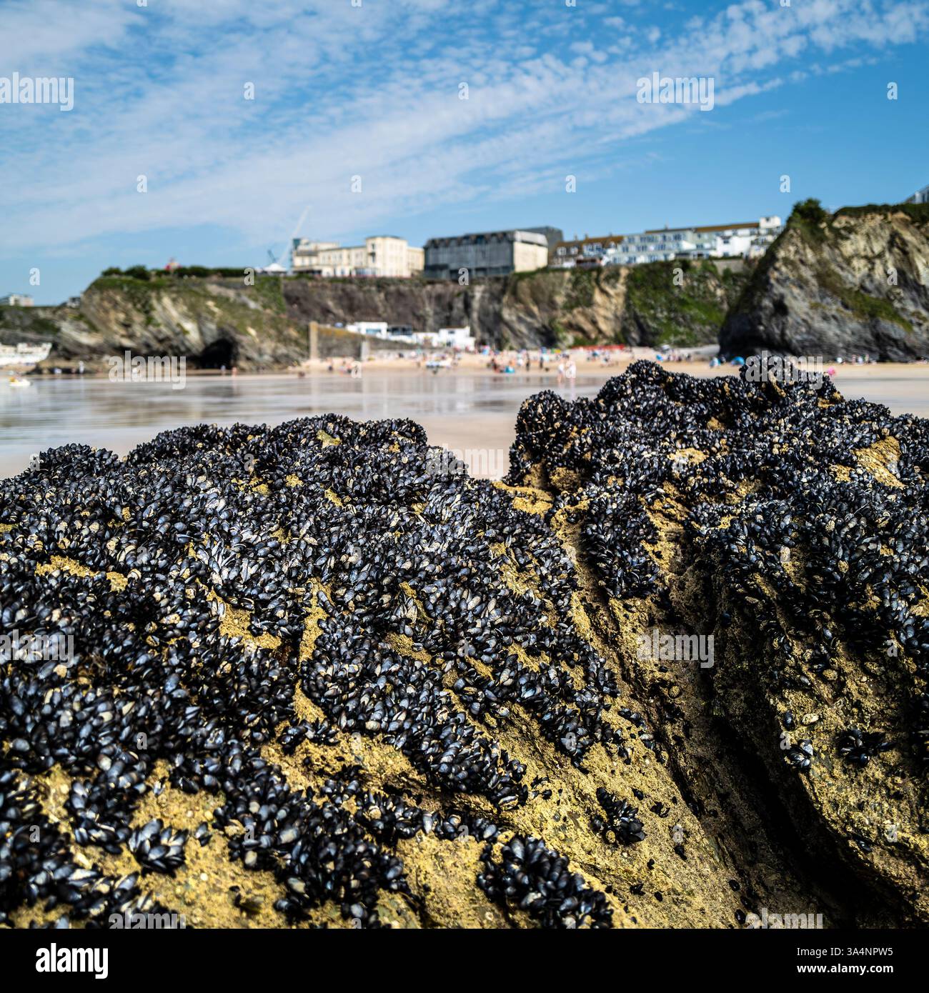 A bed of common mussels attached to rocks exposed at low tide. Mytilus ...