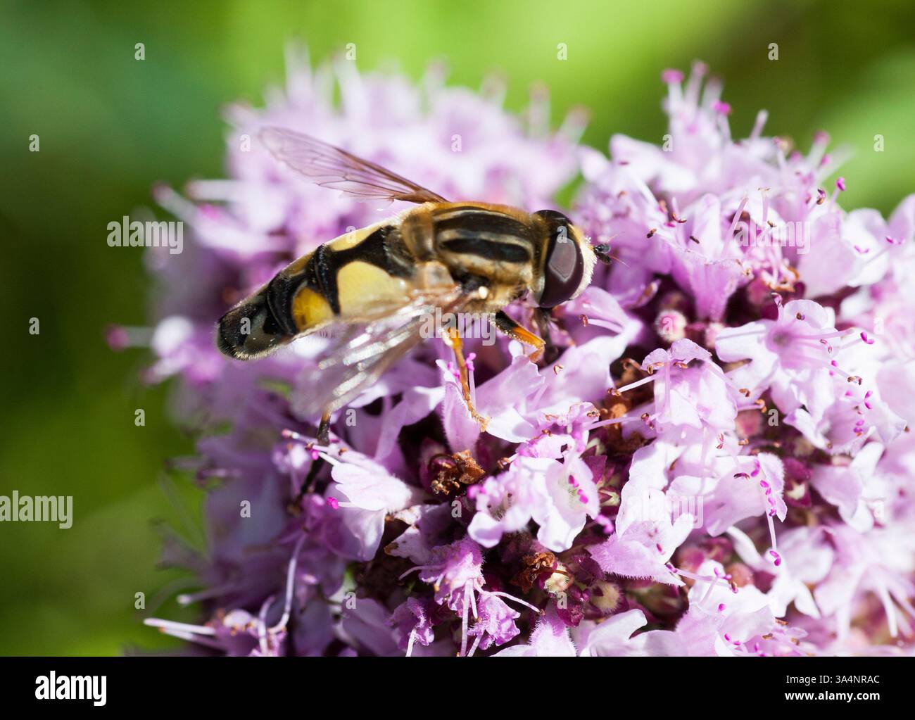 Helophilus Trivittatus Hoverfly Stock Photo - Alamy