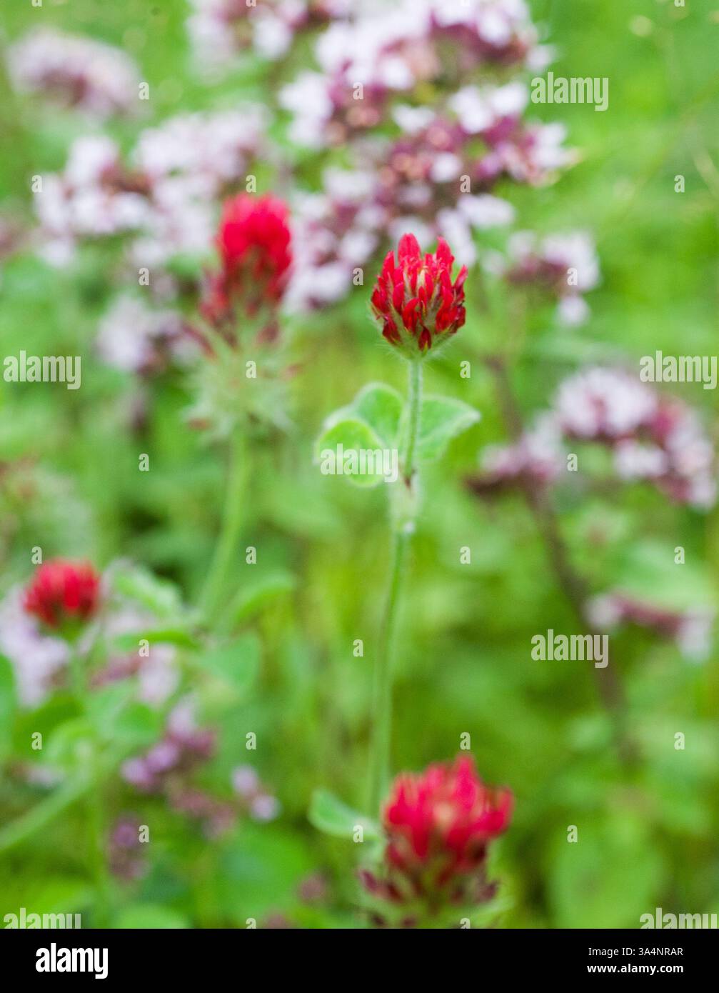 Trifolium Incarnatum Crimson clover feed for livestock Stock Photo - Alamy