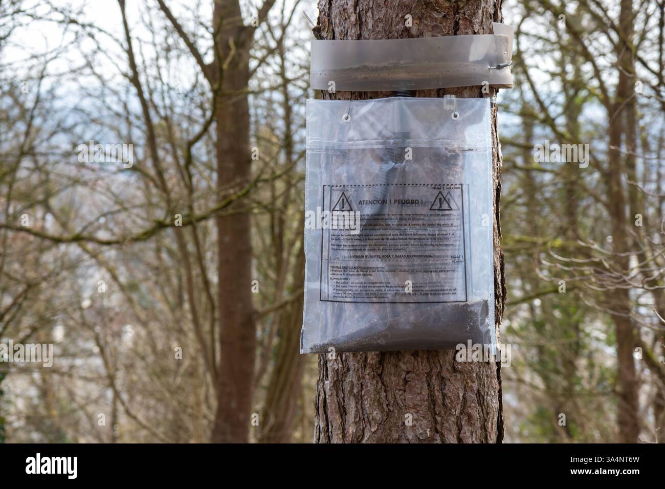 Ecological trap for processionary caterpillars on pine trunk in France ...