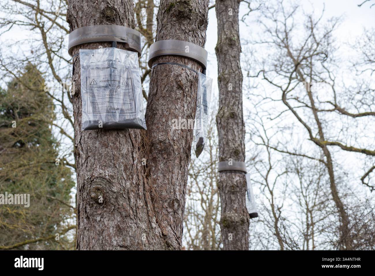 Ecological trap for processionary caterpillars on pine in France ...