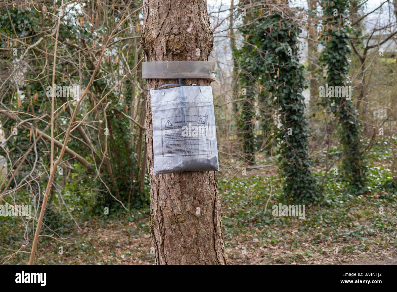 Ecological trap for processionary caterpillars on pine trunk in France ...
