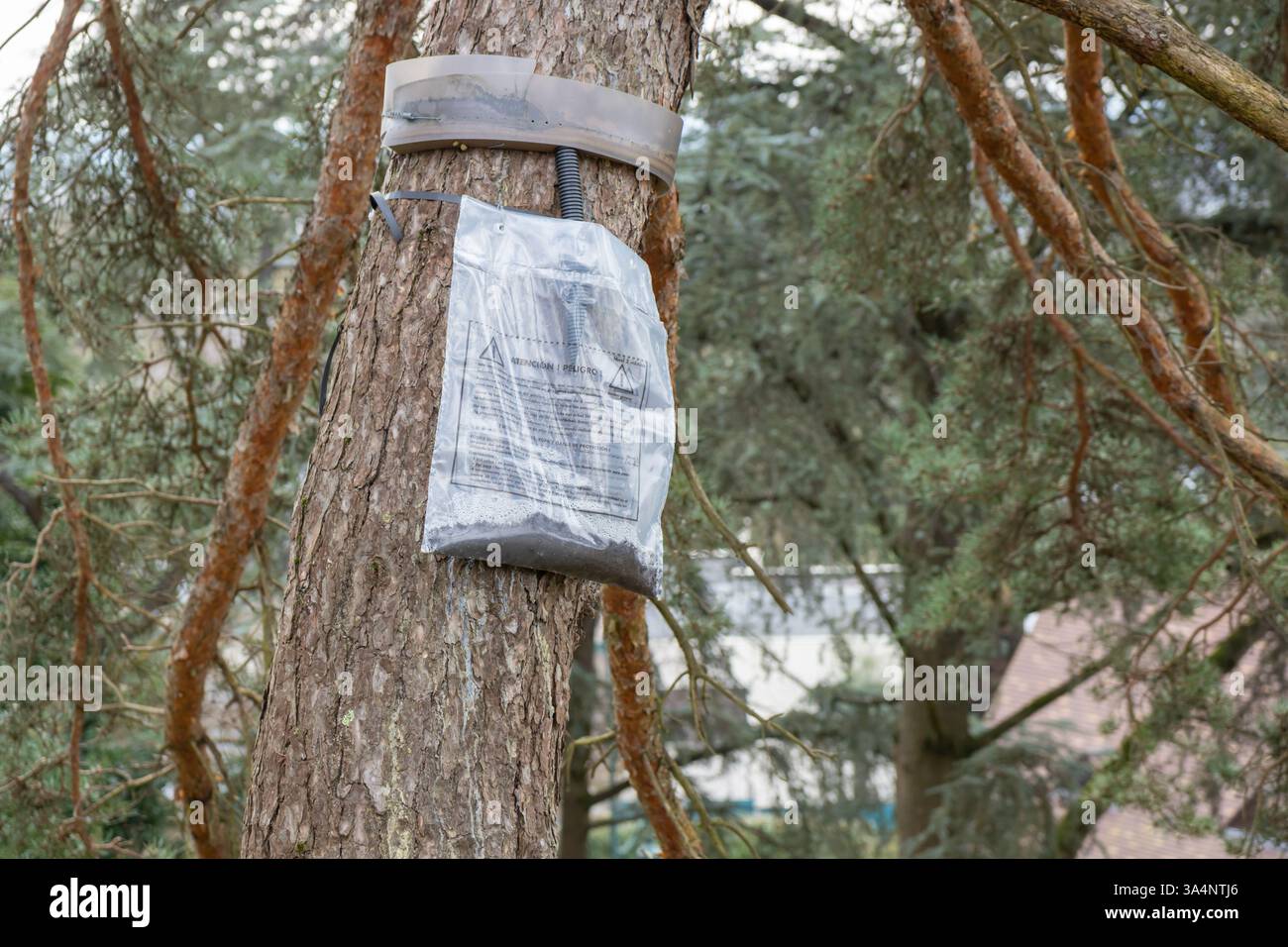 Ecological trap for processionary caterpillars on pine in France ...