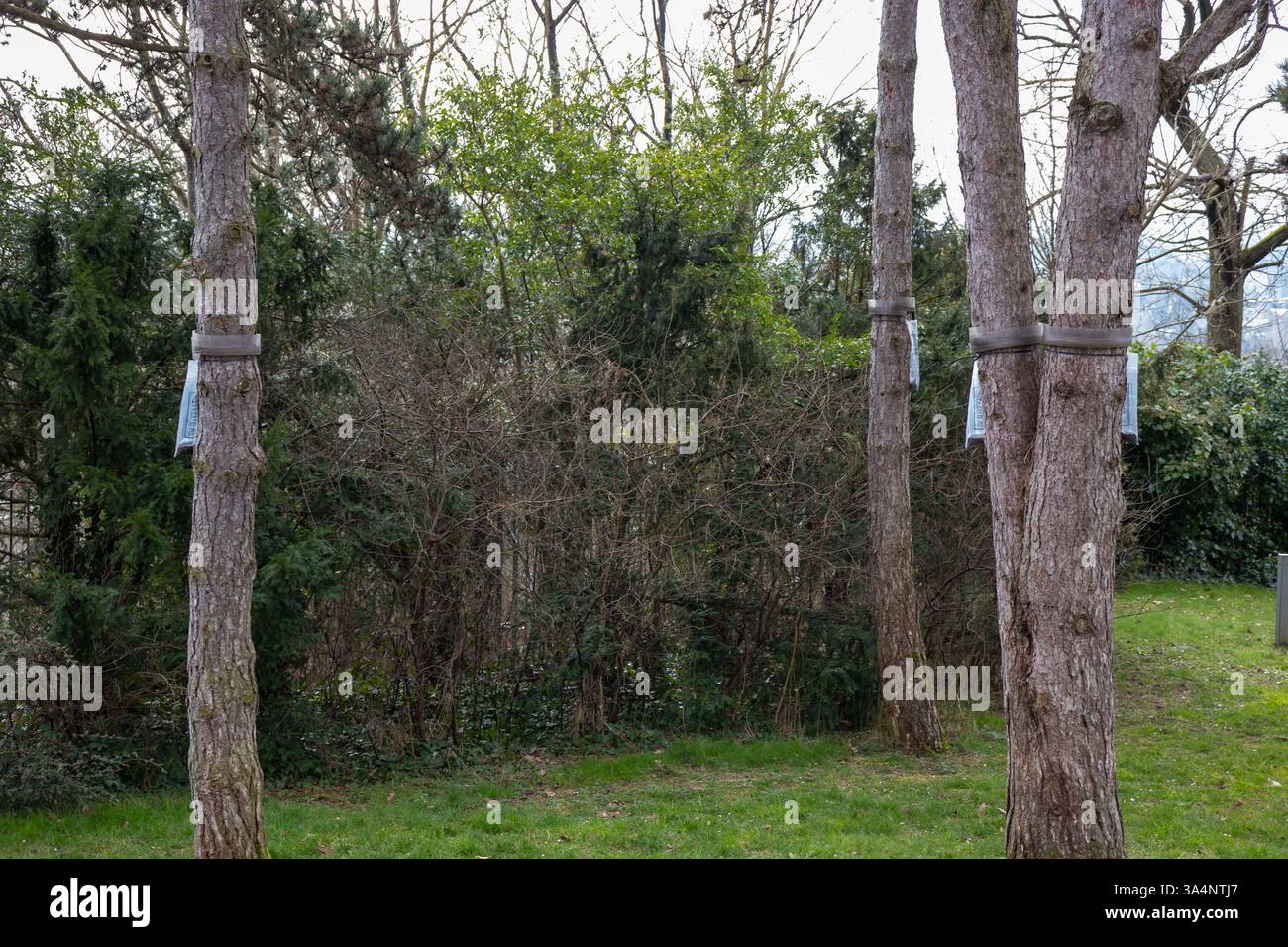 Ecological trap for processionary caterpillars on pine in France ...