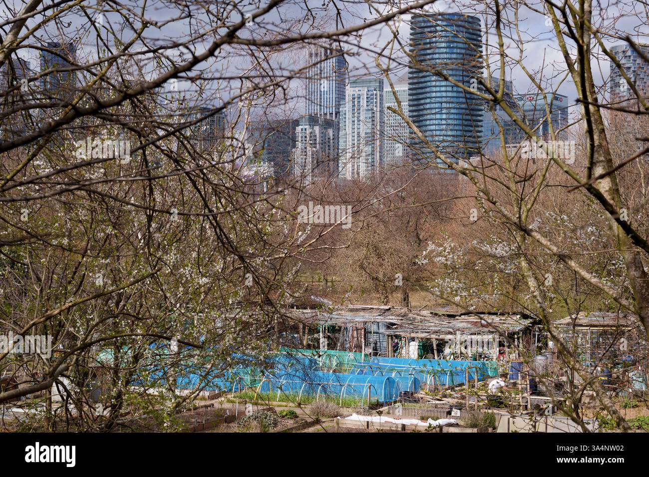 A landscape showing Mudchute allotments and in the distance, the high ...