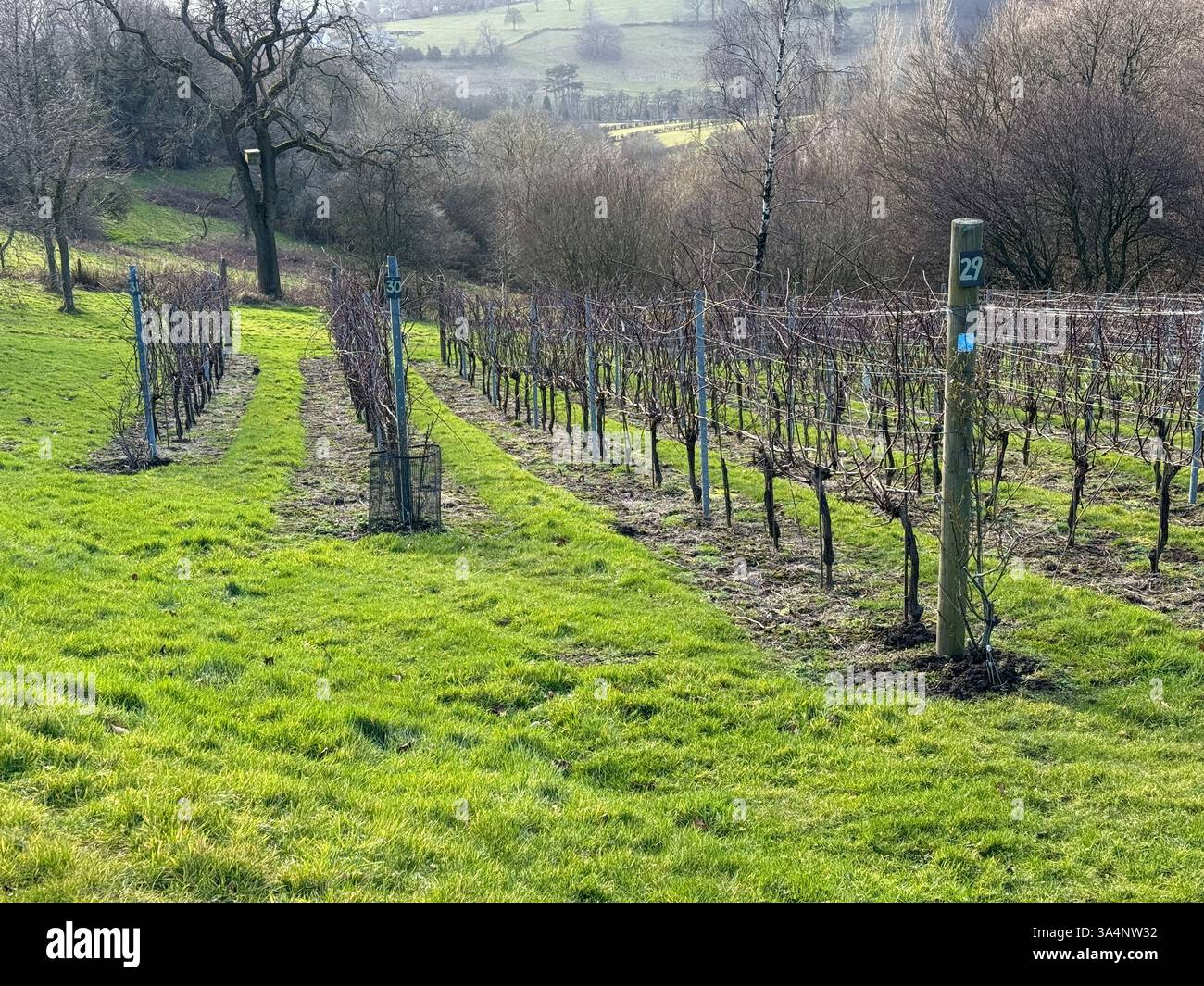 Vines growing at Hope Valley Vineyard, Hathersage, Derbyshire, England ...