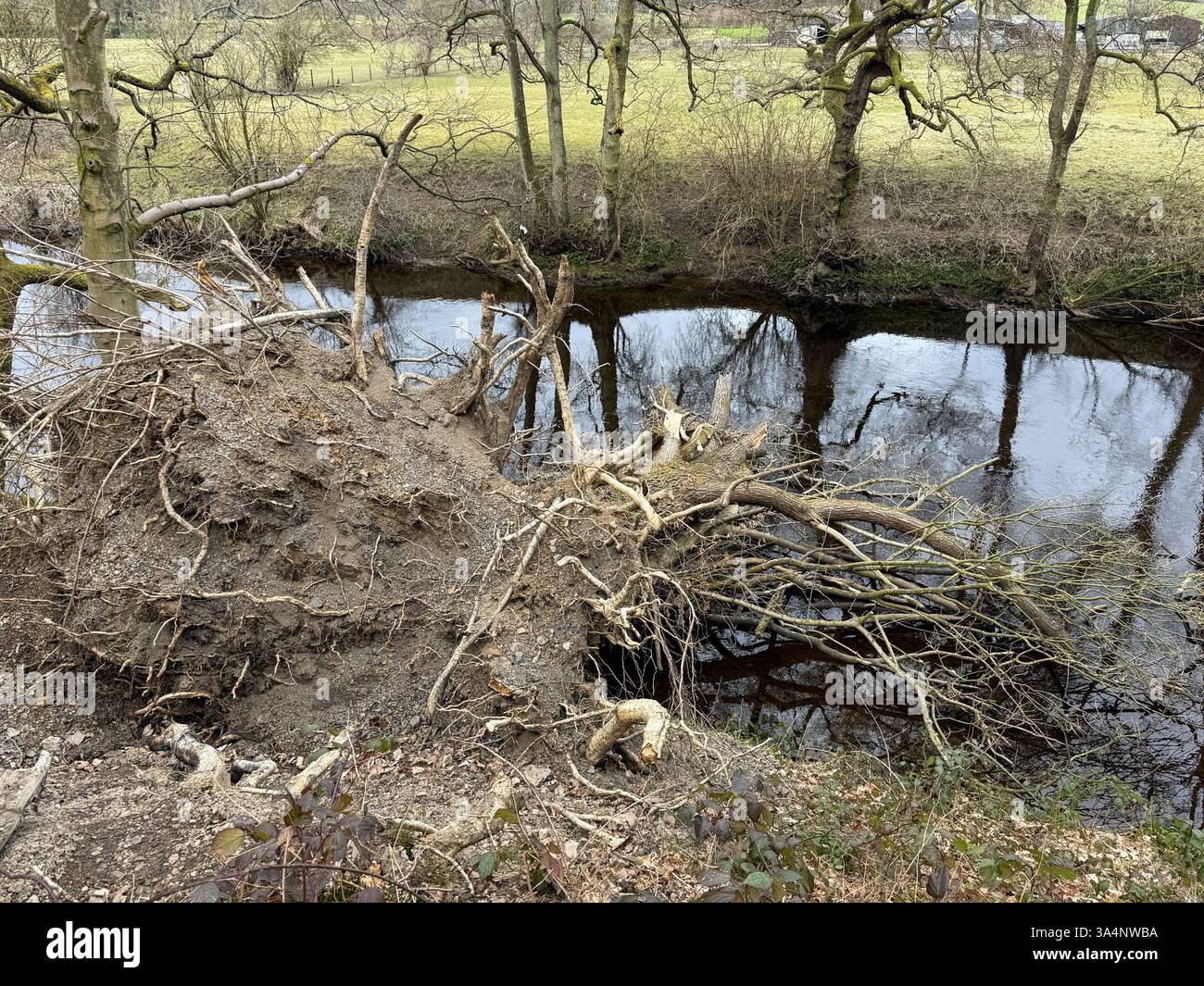 Fallen tree, River Derwent, Hope Valley, Derbyshire, England, UK Stock ...