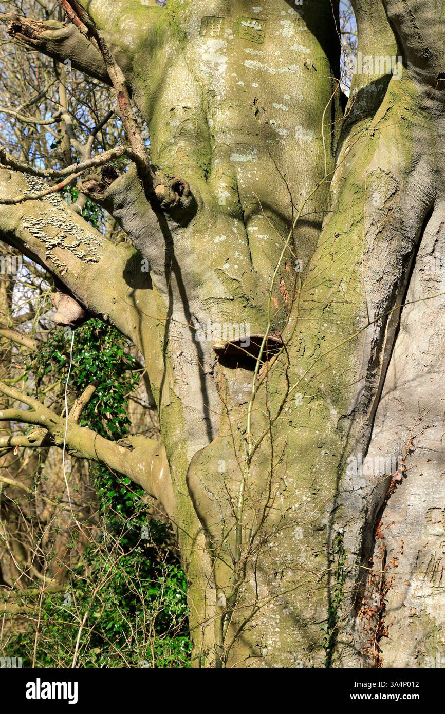 Beech tree, spring, Saltford near Bath, Somerset Stock Photo - Alamy