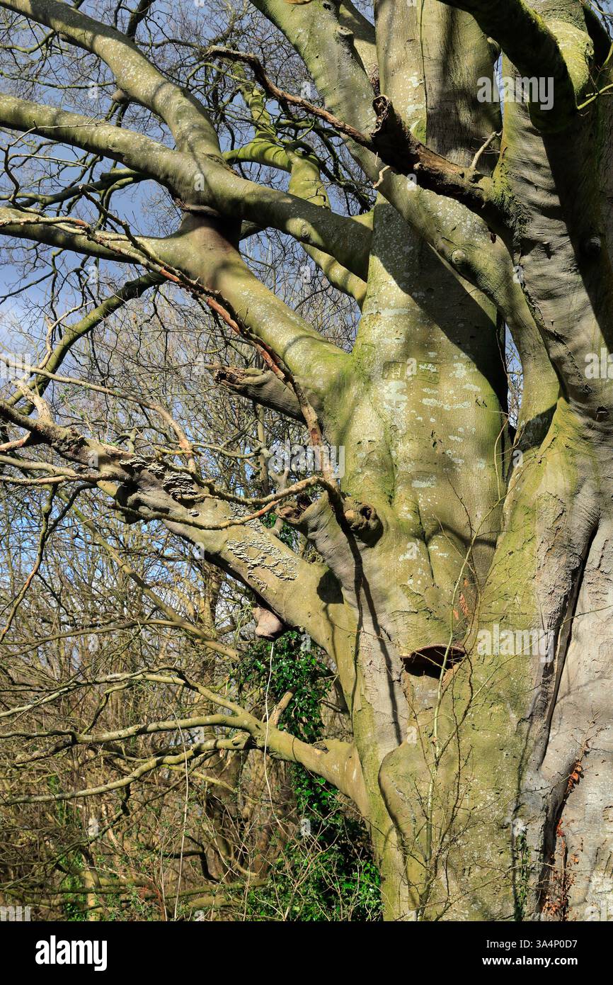 Beech tree, spring, Saltford near Bath, Somerset Stock Photo - Alamy