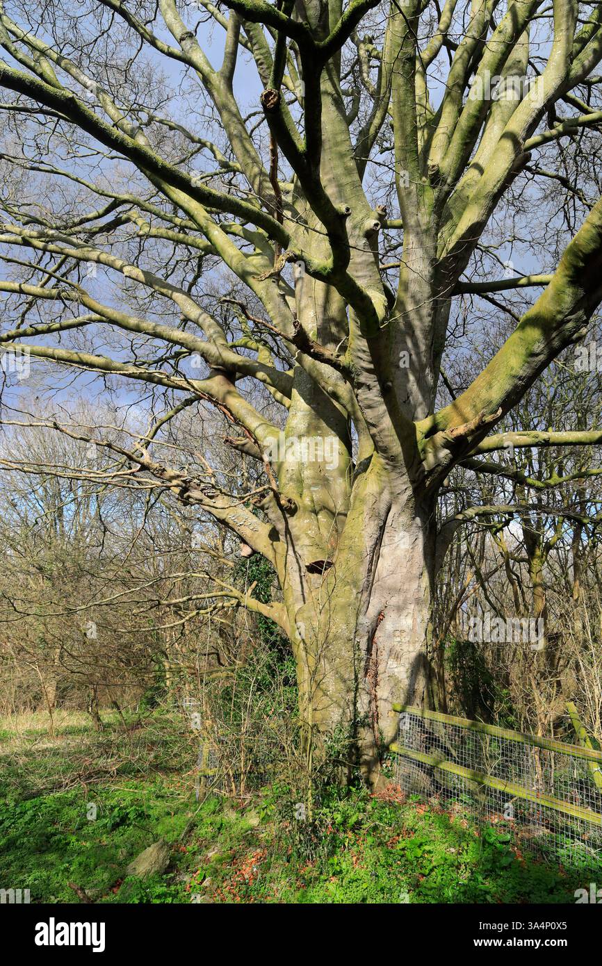 Beech tree, spring, Saltford near Bath, Somerset Stock Photo - Alamy