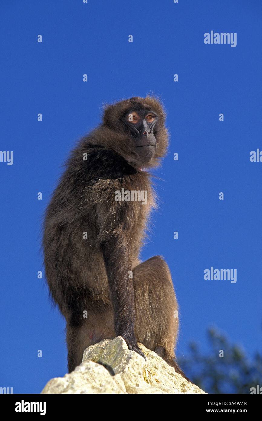 Jan. 13, 2015 - France - GELADA BABOON theropithecus gelada, FEMALE ...