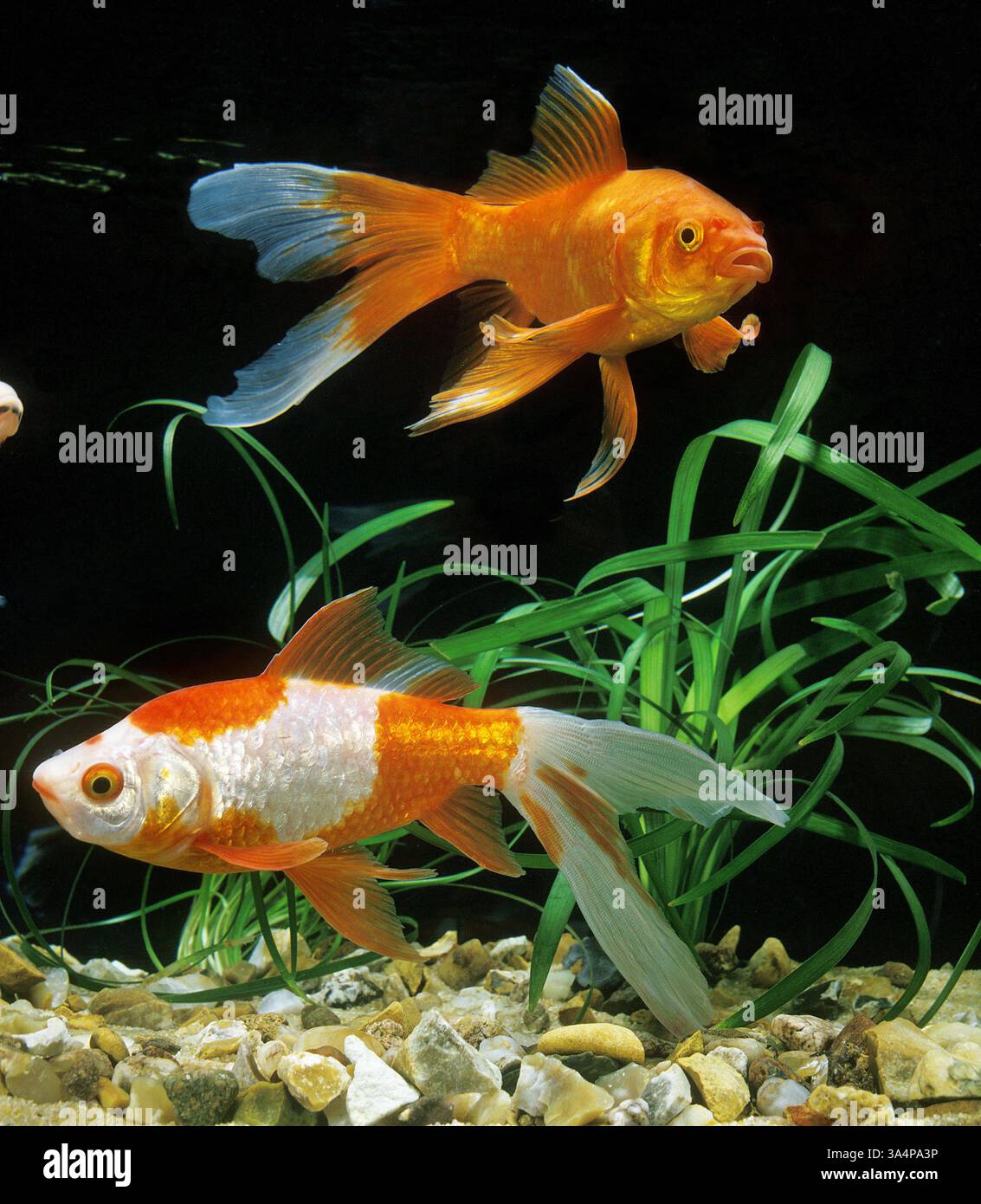Jan. 13, 2015 - France - COMET GOLDFISH carassius auratus, PAIR OF ...