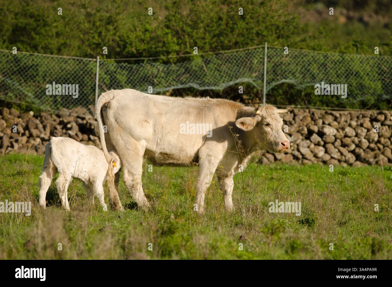 Cow and calf of the Charolais breed. El Paso. La Palma. Canary Islands ...