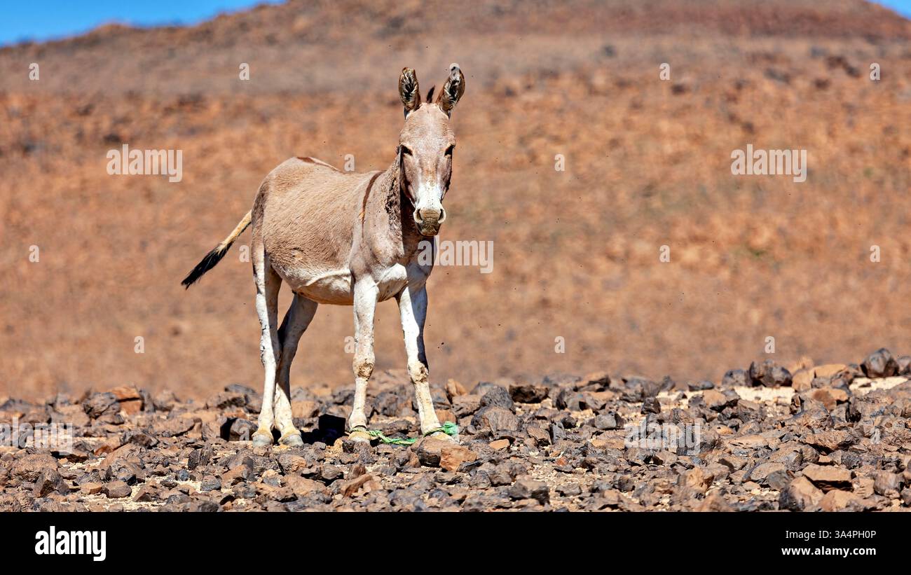A Donkey in the sahara desert Stock Photo - Alamy