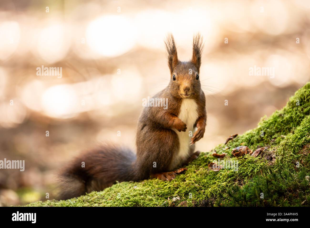 19 March 2025, Baden-Württemberg, Königsfeld im Schwarzwald: A squirrel ...