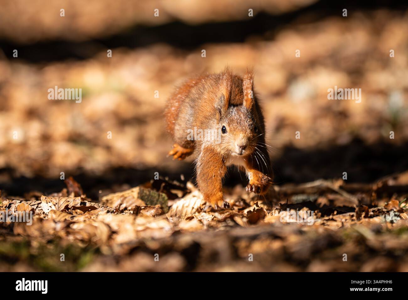 19 March 2025, Baden-Württemberg, Königsfeld im Schwarzwald: A squirrel ...