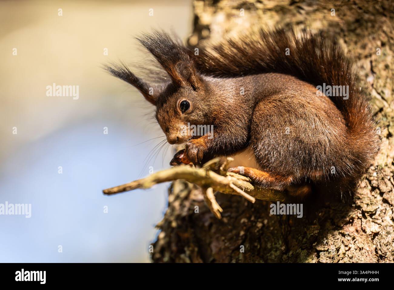 19 March 2025, Baden-Württemberg, Königsfeld im Schwarzwald: A squirrel ...