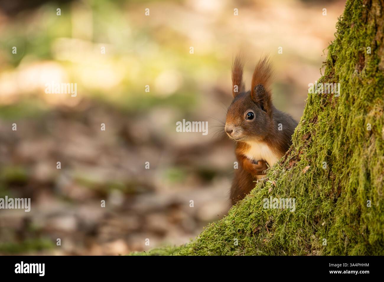 19 March 2025, Baden-Württemberg, Königsfeld im Schwarzwald: A squirrel ...