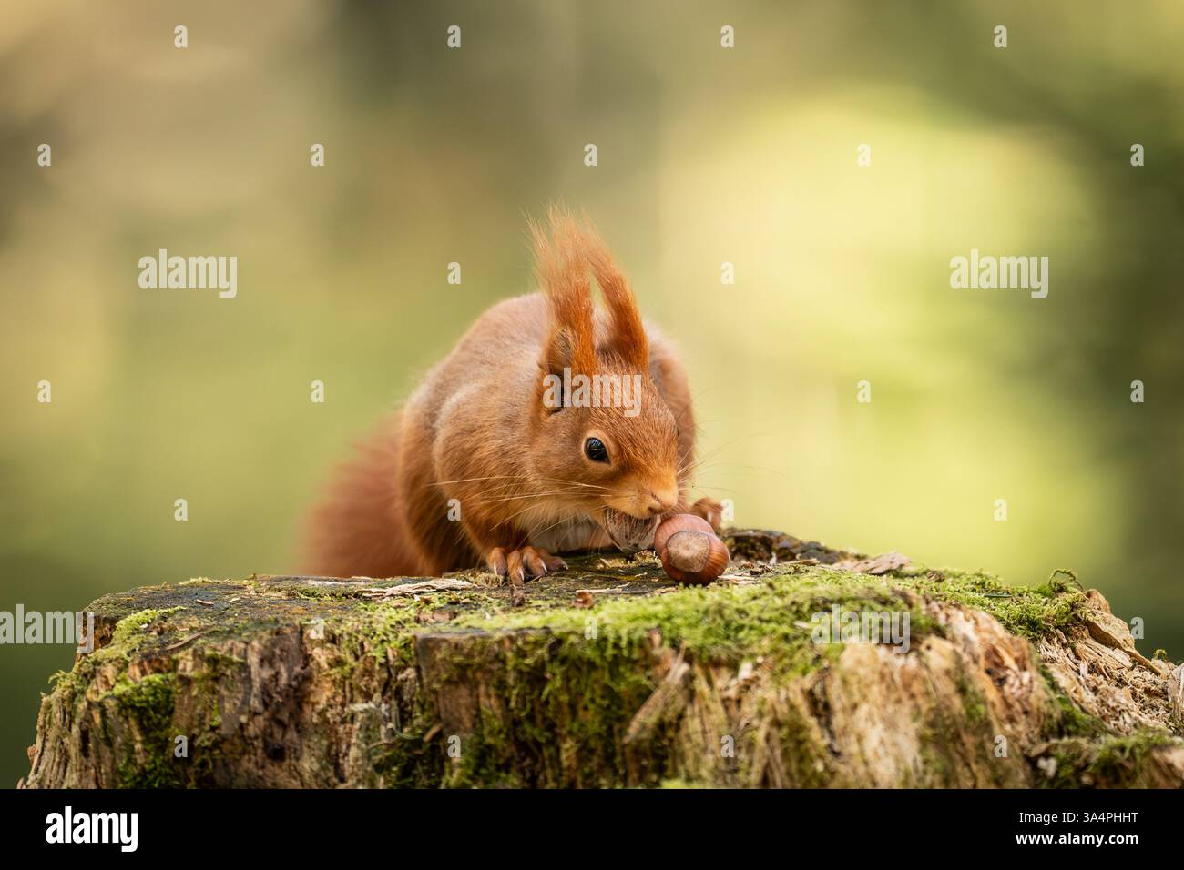 19 March 2025, Baden-Württemberg, Königsfeld im Schwarzwald: A squirrel ...