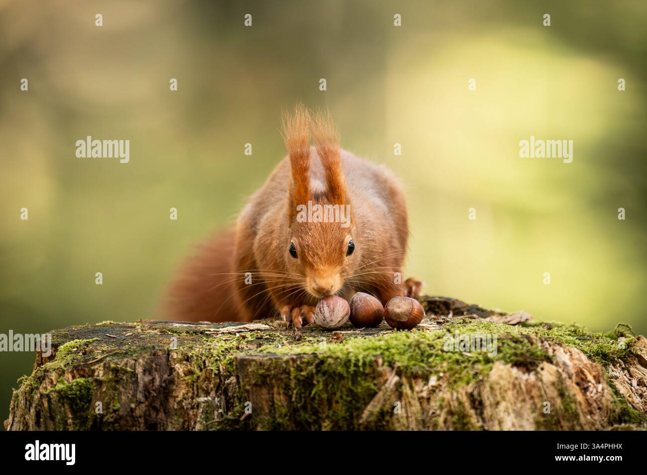 19 March 2025, Baden-Württemberg, Königsfeld im Schwarzwald: A squirrel ...