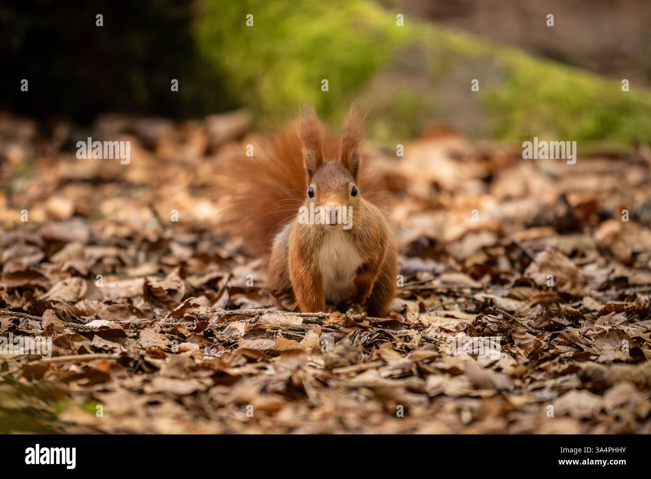 19 March 2025, Baden-Württemberg, Königsfeld im Schwarzwald: A squirrel ...
