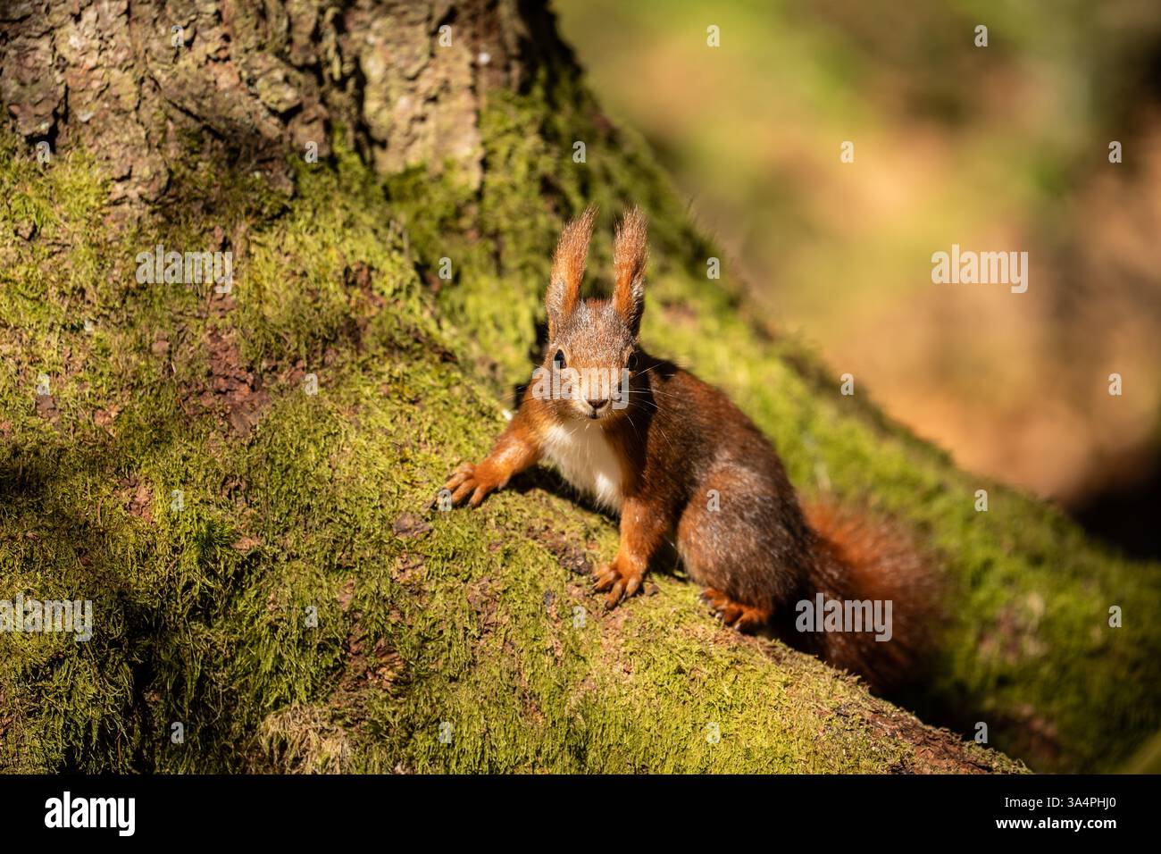 19 March 2025, Baden-Württemberg, Königsfeld im Schwarzwald: A squirrel ...
