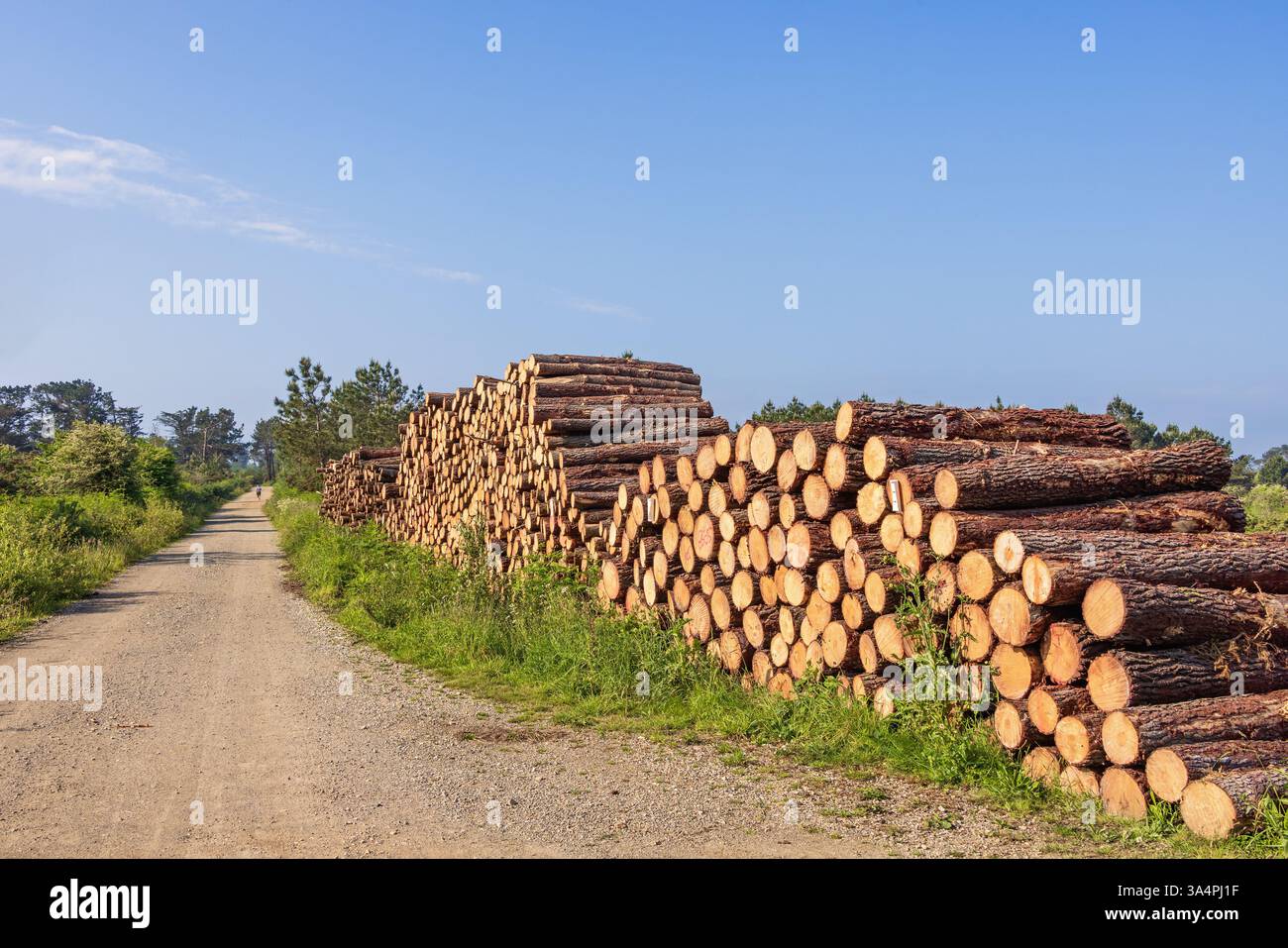 Forest felling heap logs logging hi-res stock photography and images ...