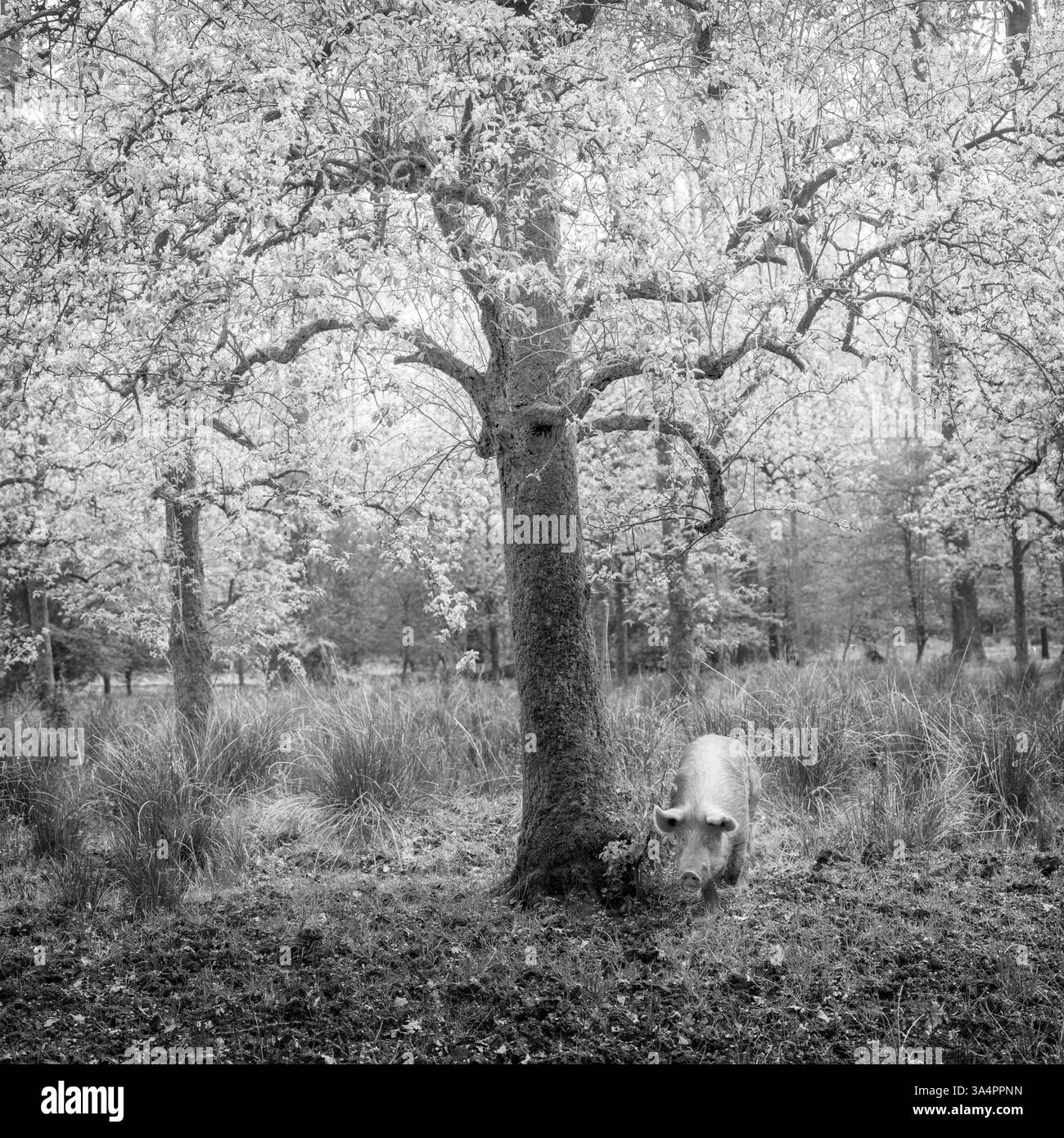 black and white picture of pig under blossoming fruit trees in dutch ...