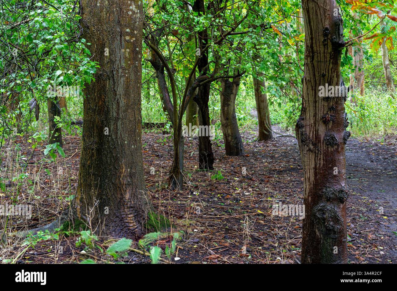 Wet light. Woodland after rain Stock Photo - Alamy