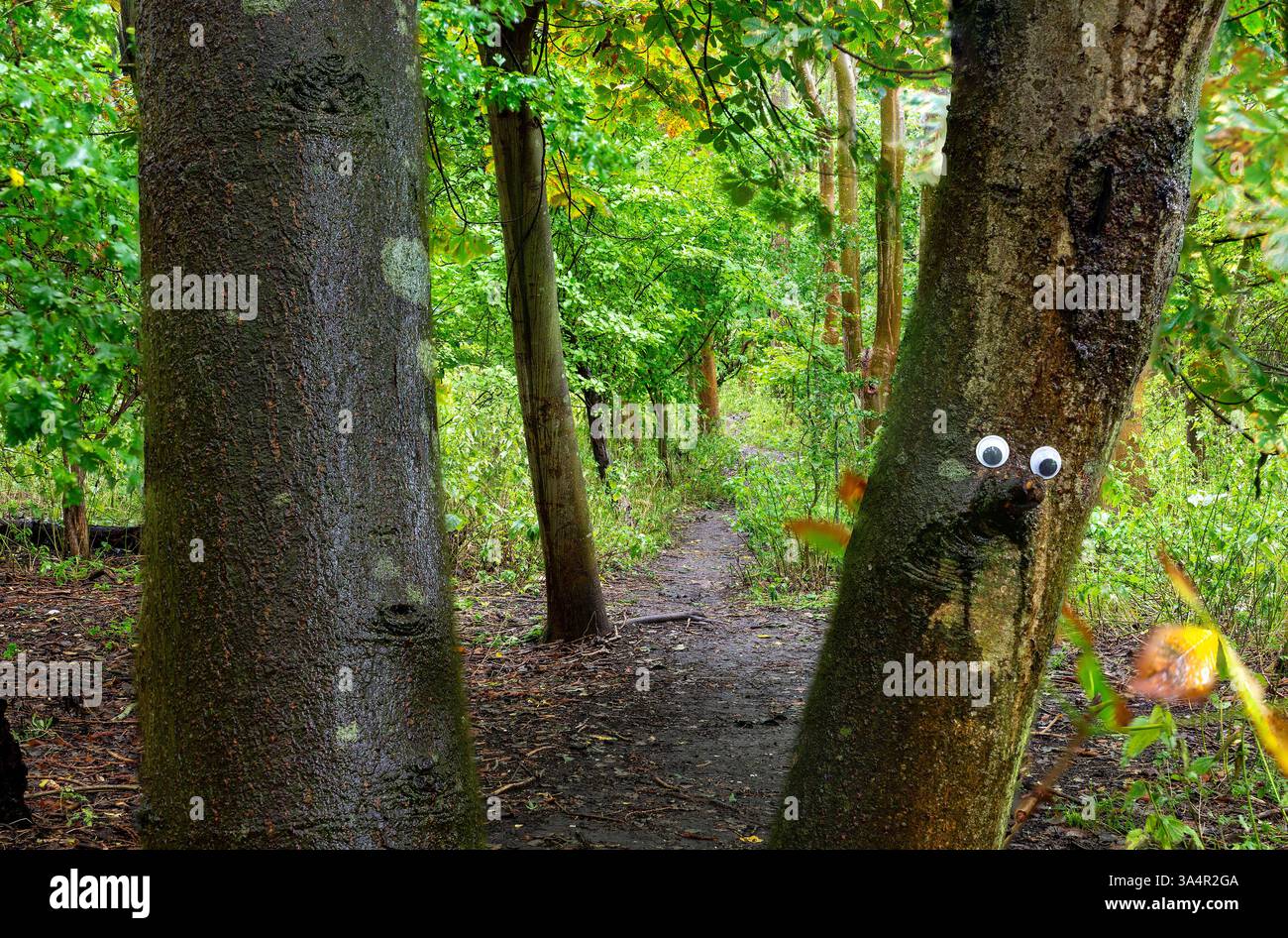 Wet light. Woodland after rain Stock Photo - Alamy