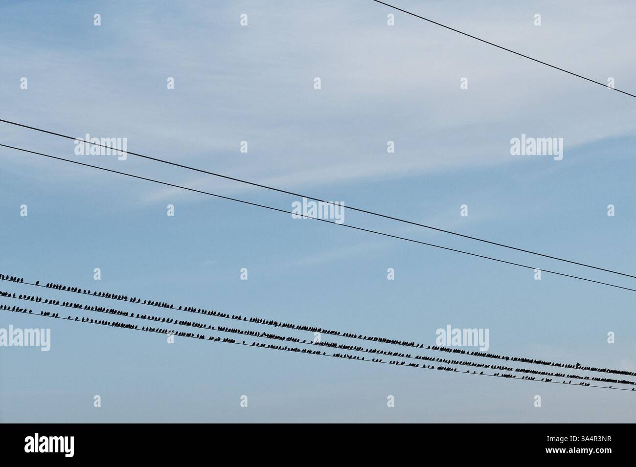 Shevat hi-res stock photography and images - Alamy