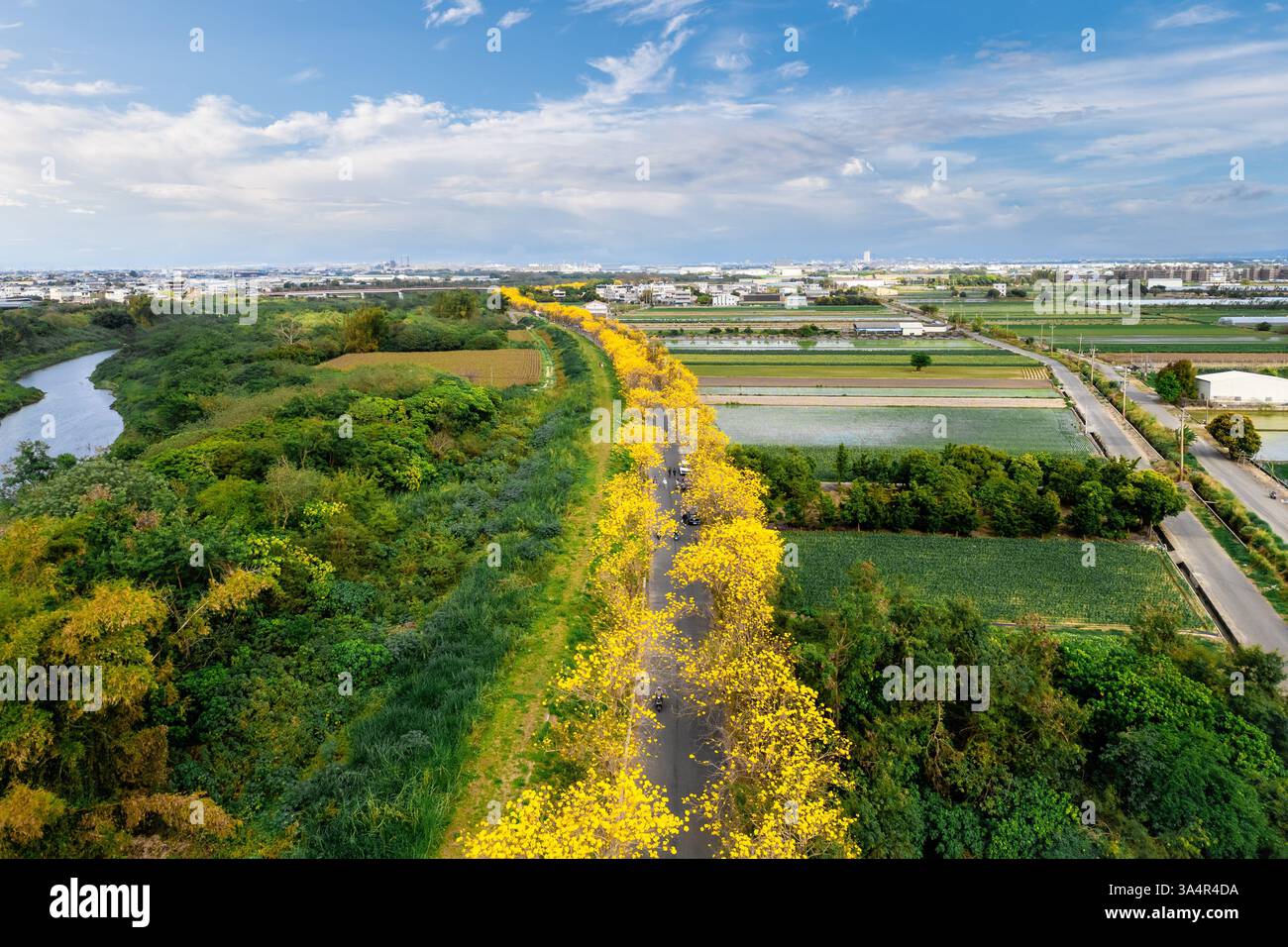 Aerial view of the golden trumpet tree avenue at Puzi township, Chiayi ...