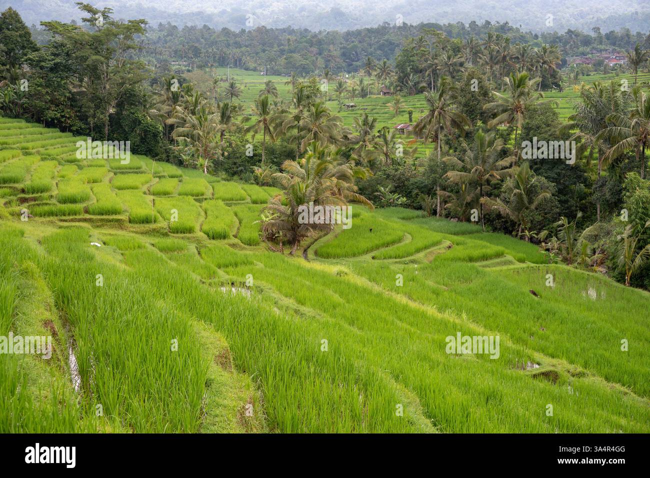 Majestic rice fields bali hi-res stock photography and images - Alamy