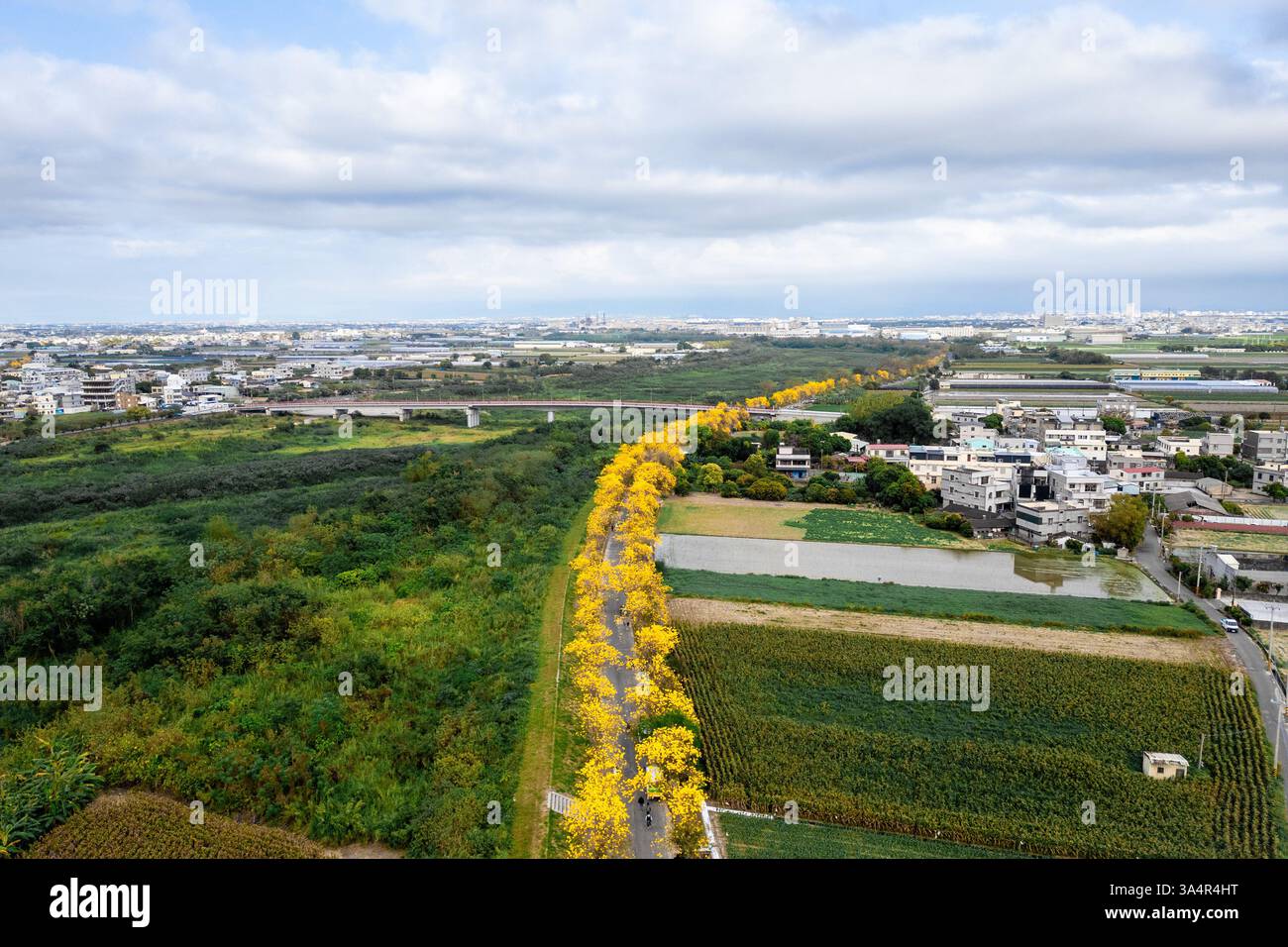 Aerial view of the golden trumpet tree avenue at Puzi township, Chiayi ...