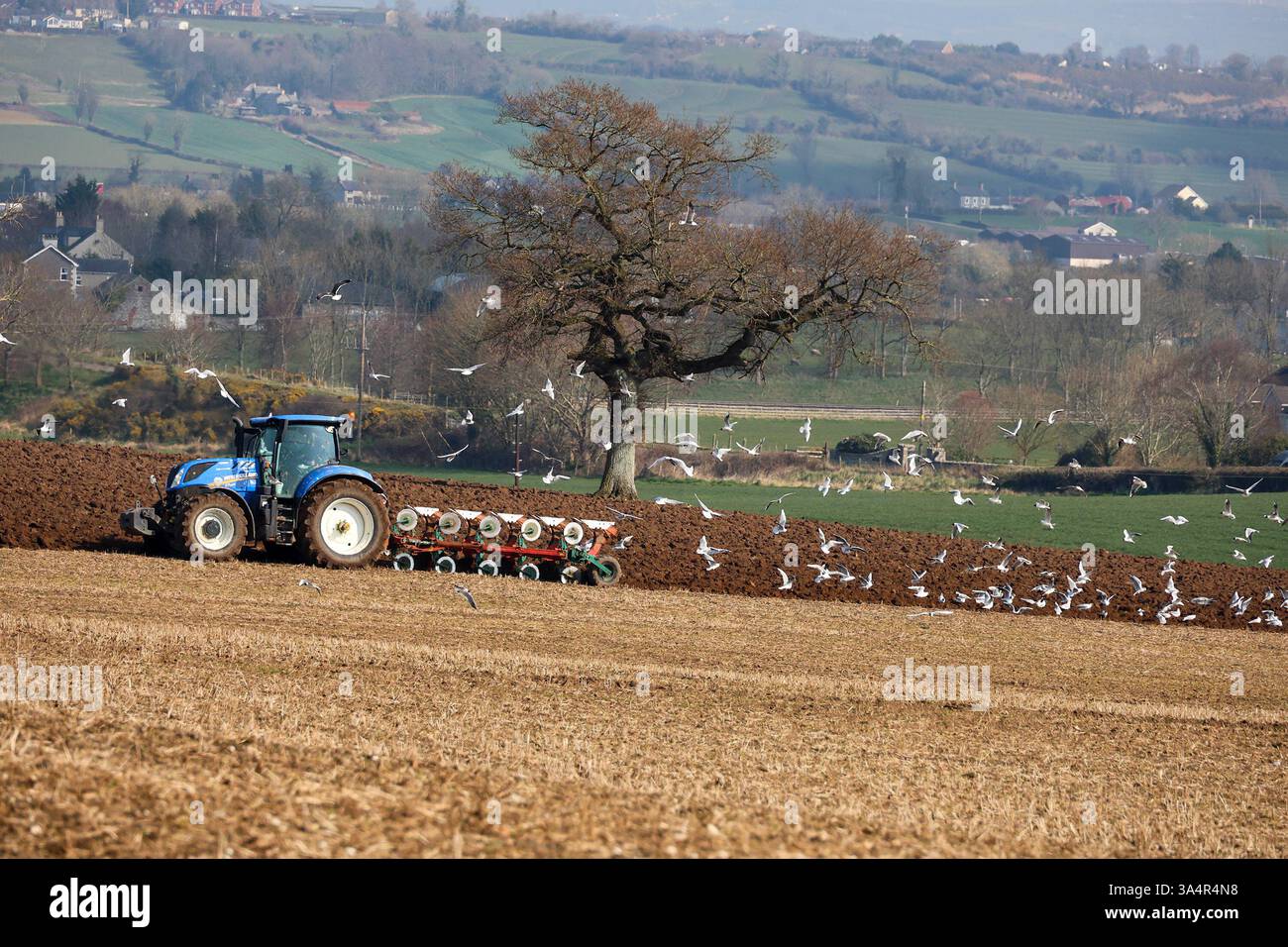 Moira, County Down, Northern Ireland, UK. 19 Mar 2025. UK weather ...