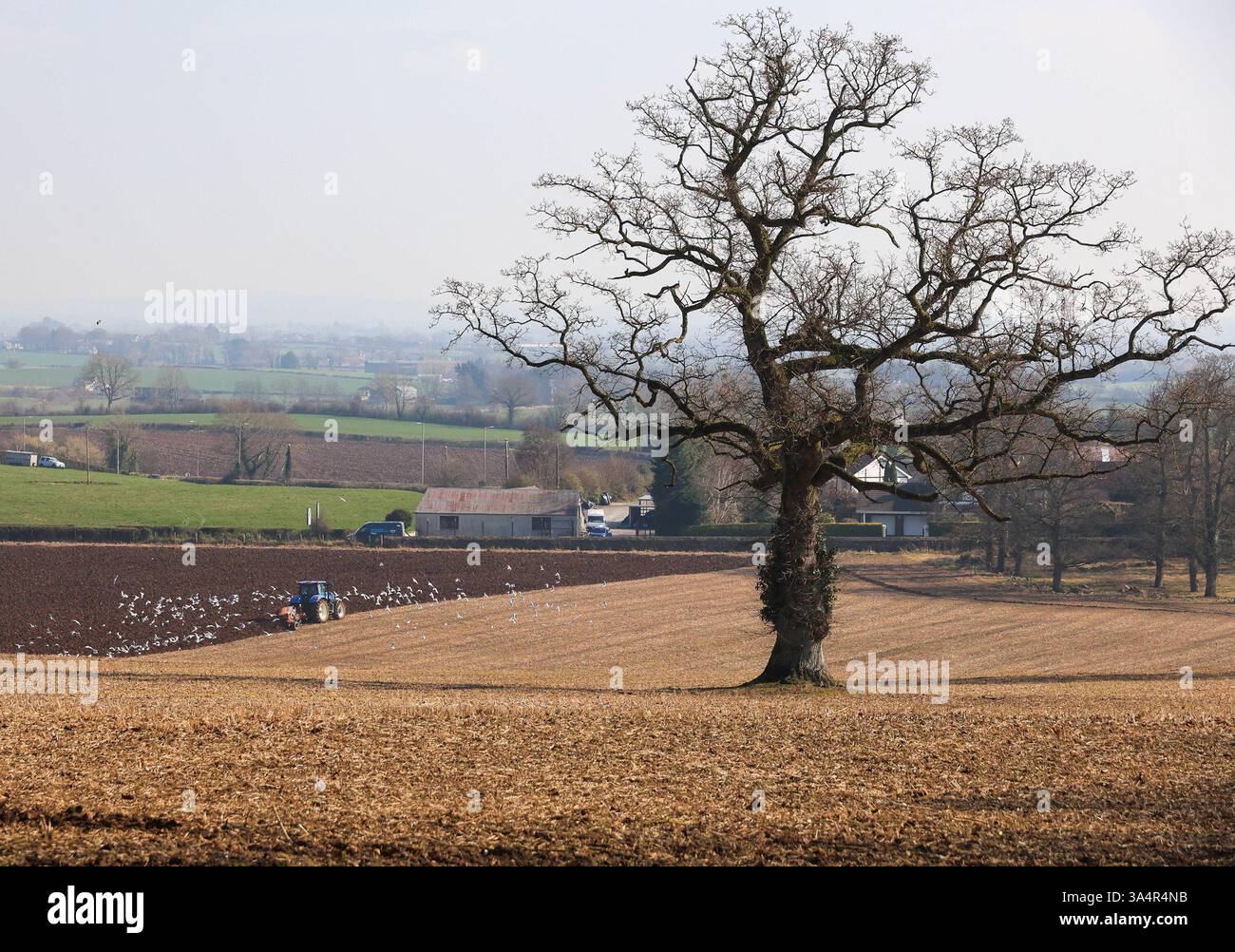 Moira, County Down, Northern Ireland, UK. 19 Mar 2025. UK weather ...