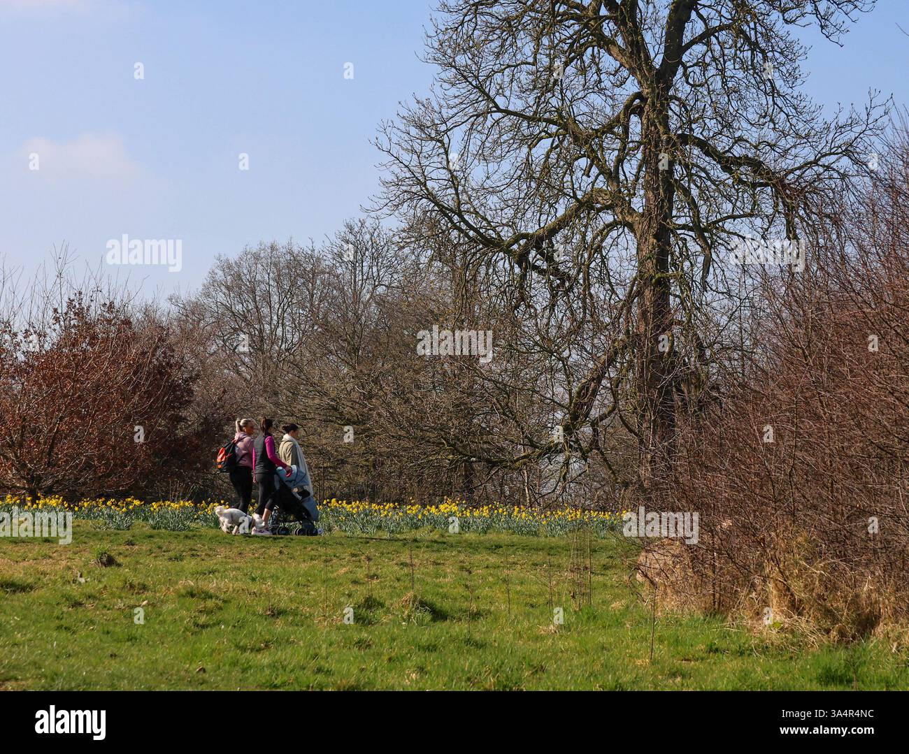 Moira, County Down, Northern Ireland, UK. 19 Mar 2025. UK weather ...