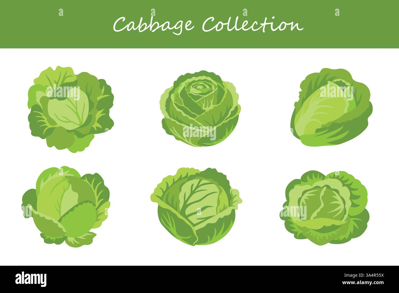 cabbage collection in different style. Vector illustration Stock Vector ...